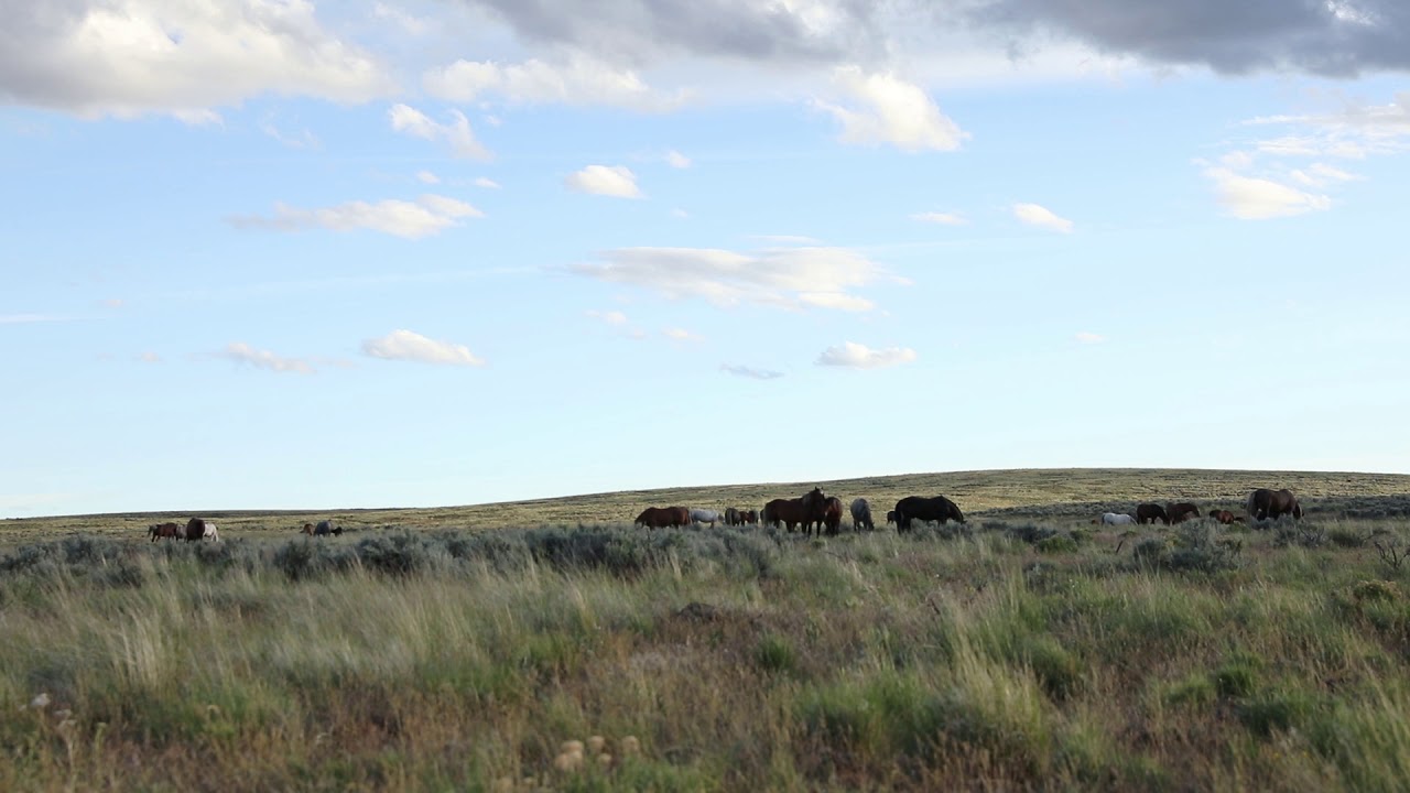 Wild Mustangs, Cold Springs - Oregon - YouTube