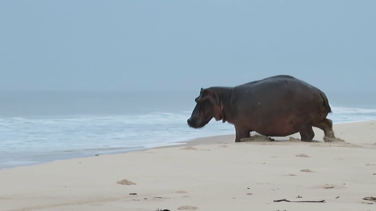 Gabon Untouched : Hippo Beach Loango - Expedition Agoney Ramos feb 20 ...