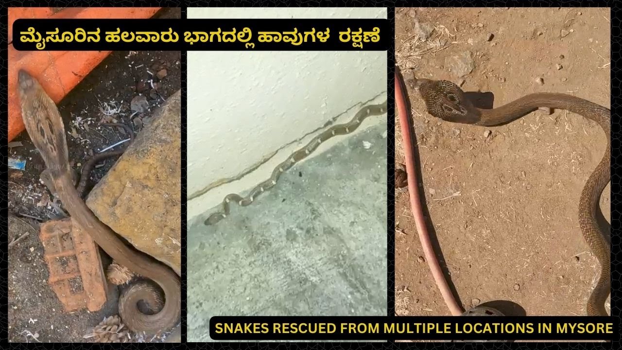 SNAKE RESCUE #192 - YouTube