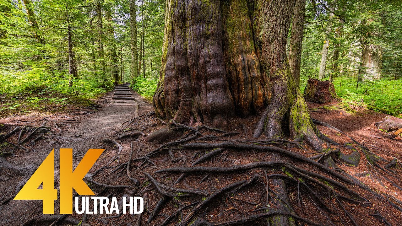 Frankln Falls Trail, USA - 4K Virtual Forest Walk - Short Preview Video ...