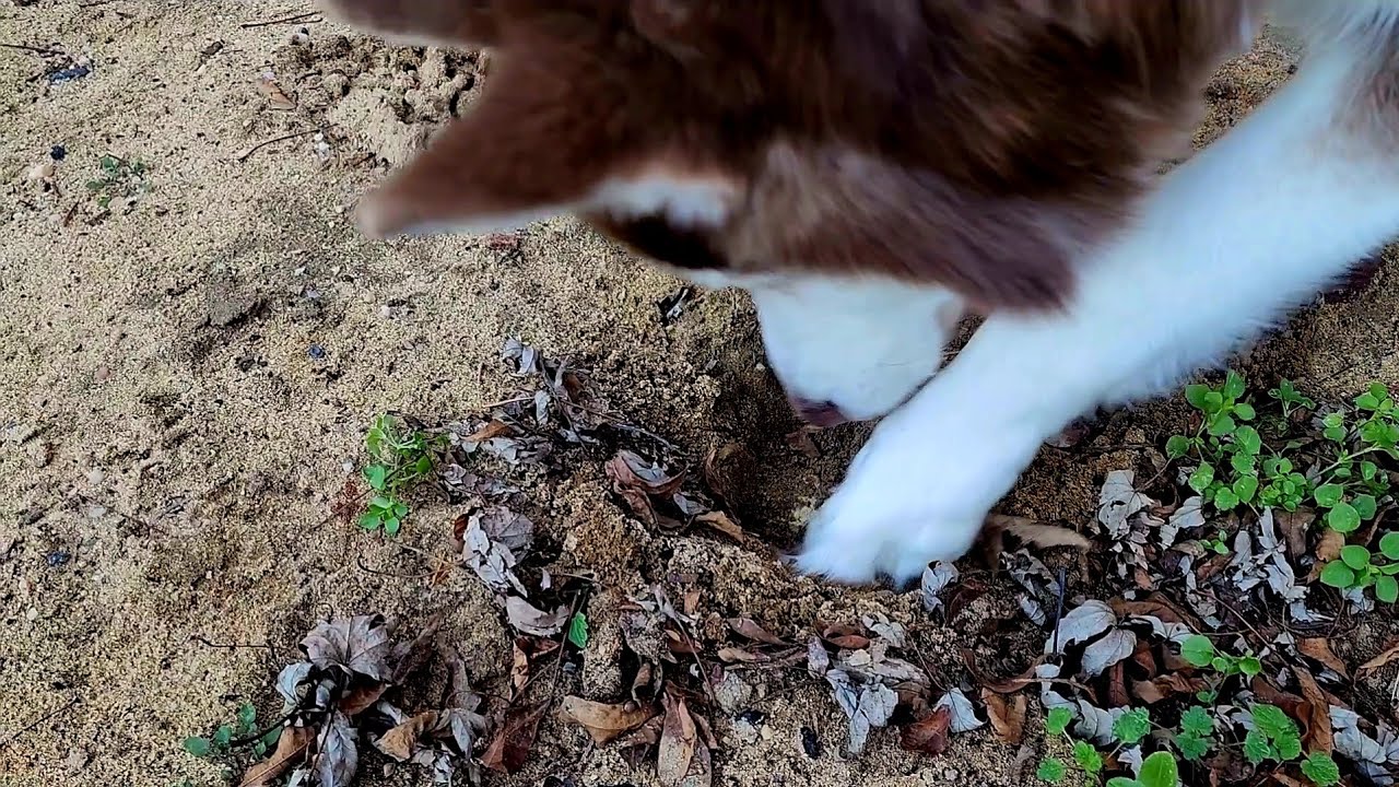 Followed My Husky To Undig His Hidden Buried Treasure #dog #husky # ...