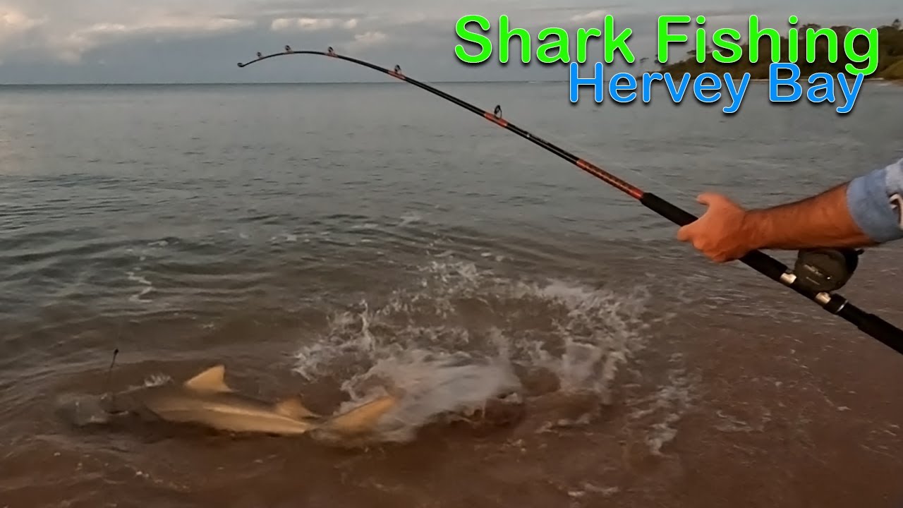 Land Based Shark Fishing Hervey Bay - YouTube