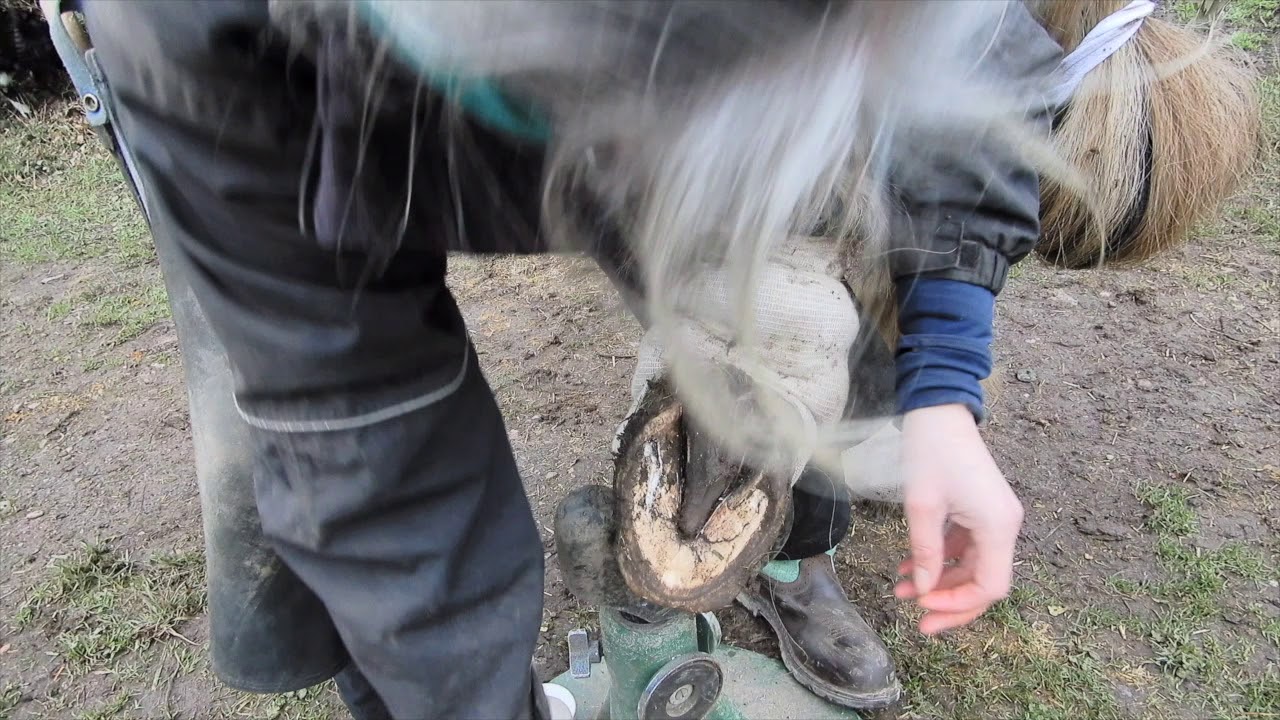 Frog Sulcus Health - YouTube