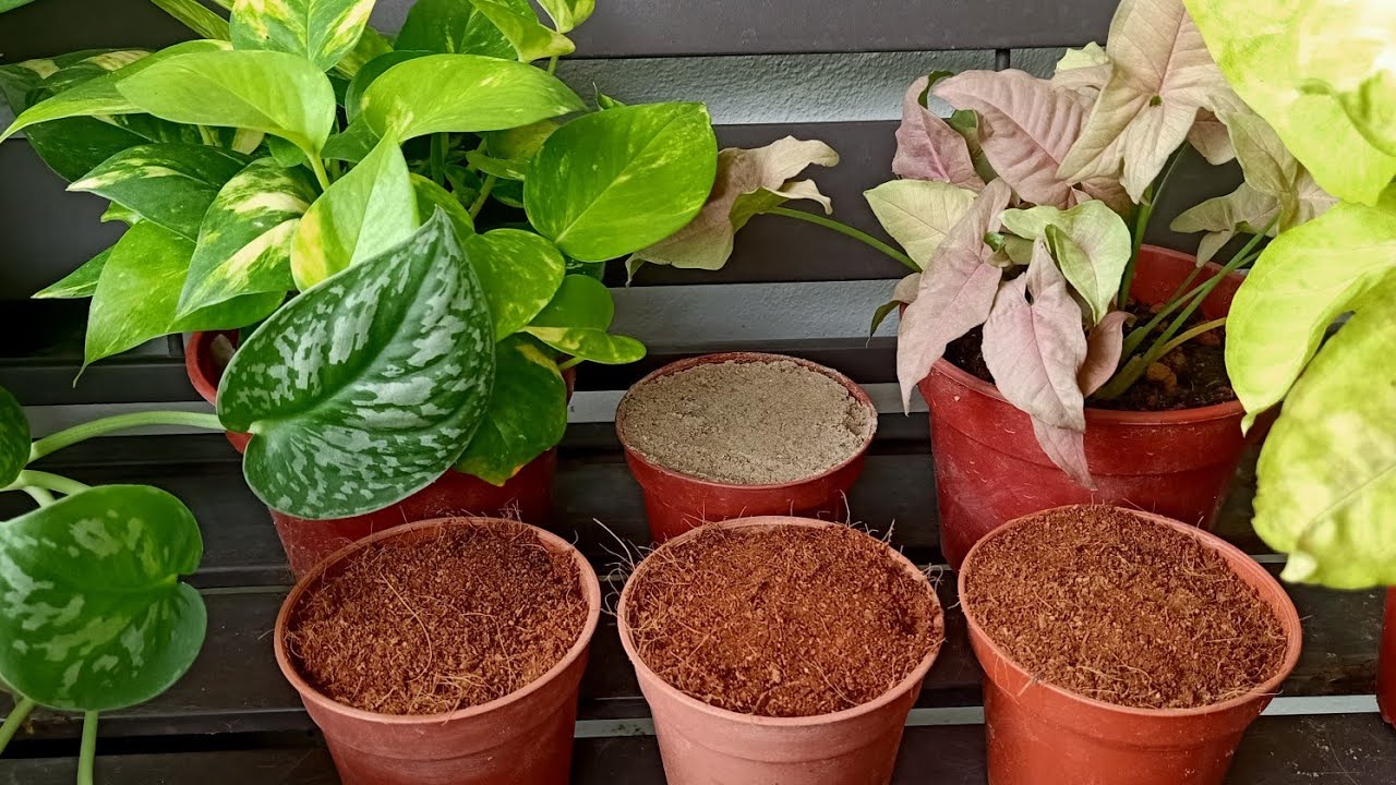 My Best Potting Mix For Pothos & Syngonium (Only 2 Ingredients) - YouTube