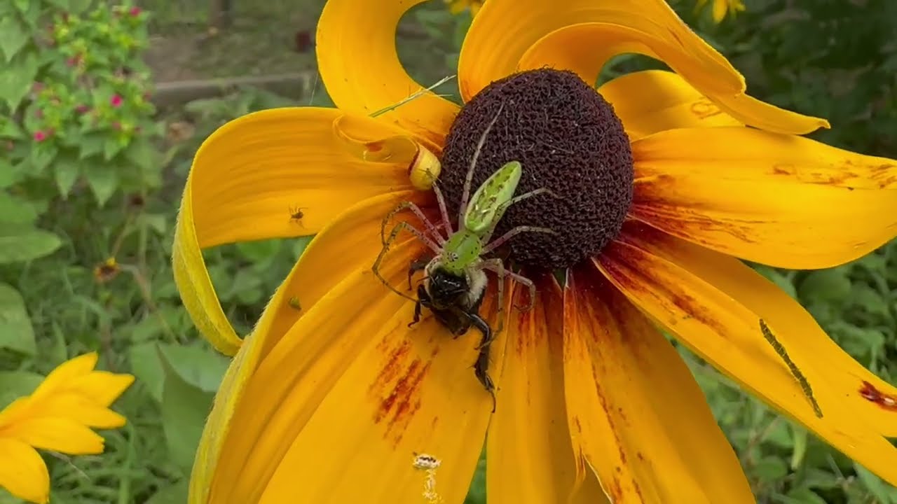 Spider, bees, butterfly art - YouTube