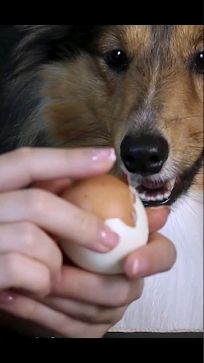 ASMR peeling hard boiled egg 🥚 patient dog waiting. #shorts #satisfying #cute doggo - YouTube