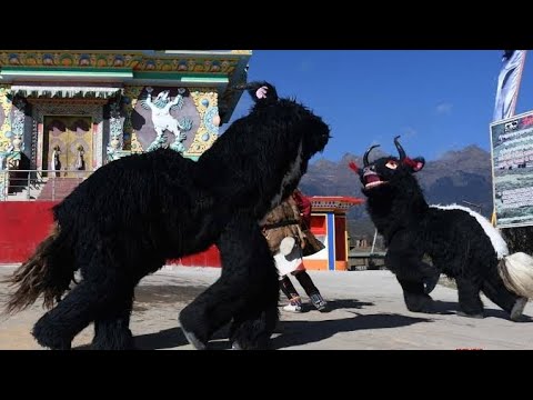 Famous yak dance - YouTube