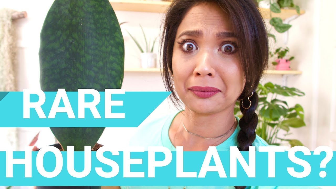 Plant Haul 002 | Rare Houseplants | September 2018 - YouTube