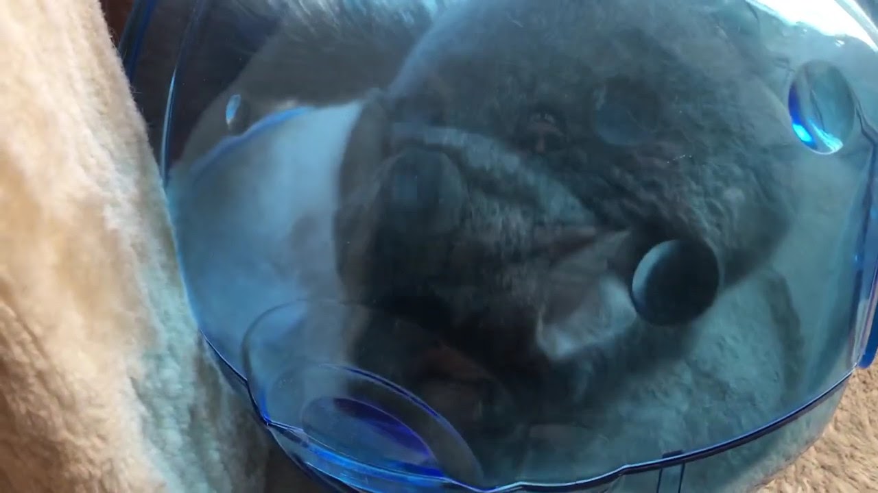 Chinchilla takes a dust bath - YouTube