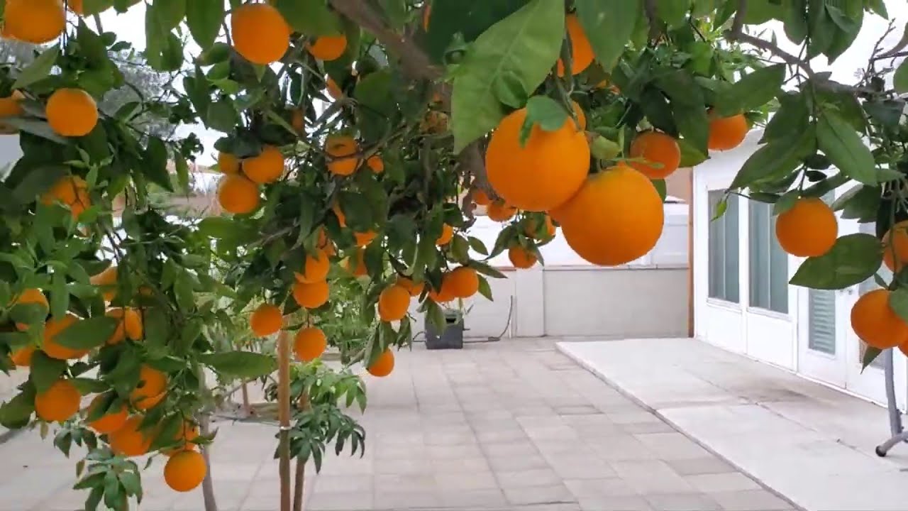 Orange: My Beautiful Fully Loaded Orange Tree in Santa Ana, So Cal ...