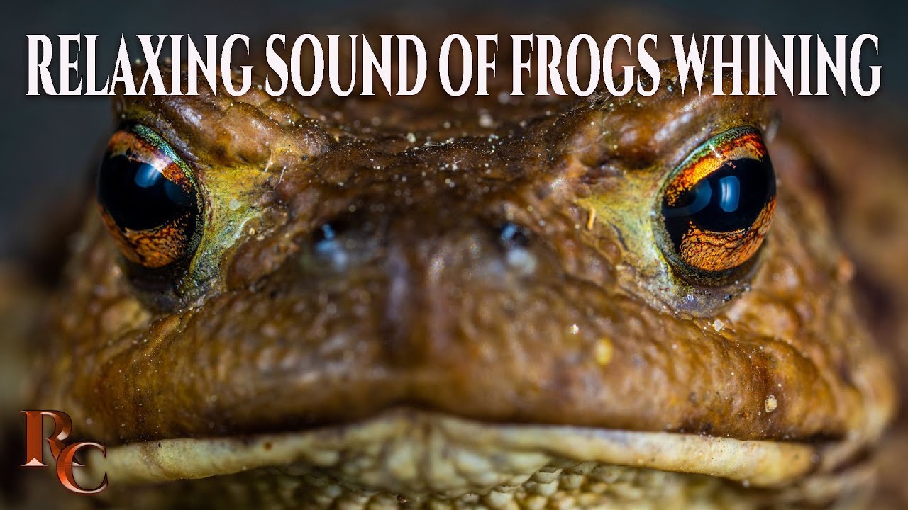 Relax Calm Relaxing Sounds of Frogs Whining - YouTube