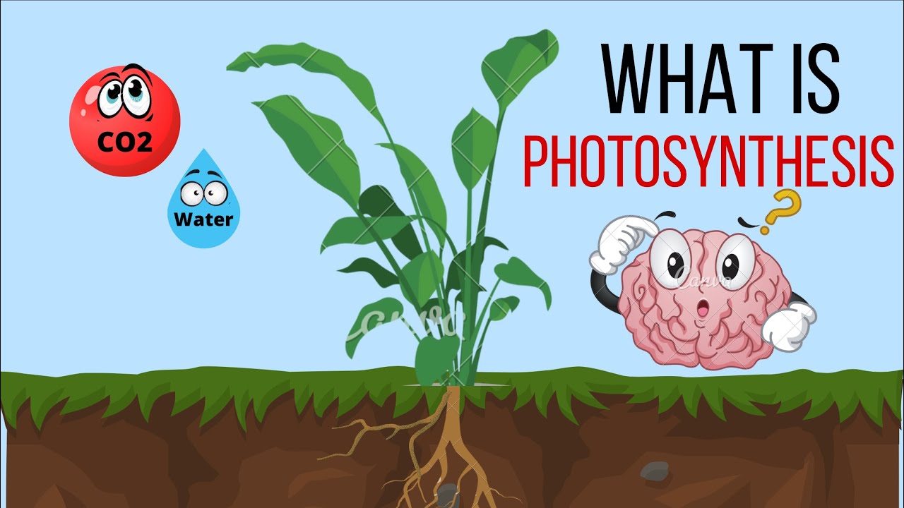 What is photosynthesis | Photosynthesis for kids - YouTube