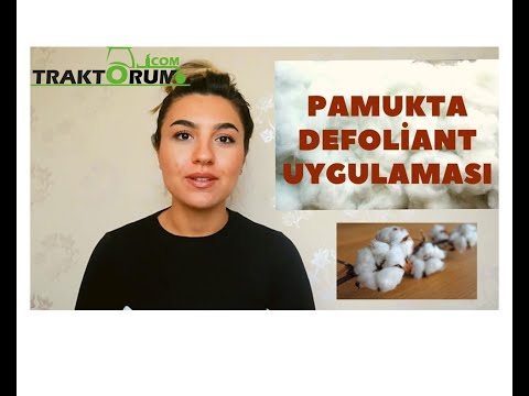Pamuk yetiştiriciliği ve pamukta defoliant uygulaması