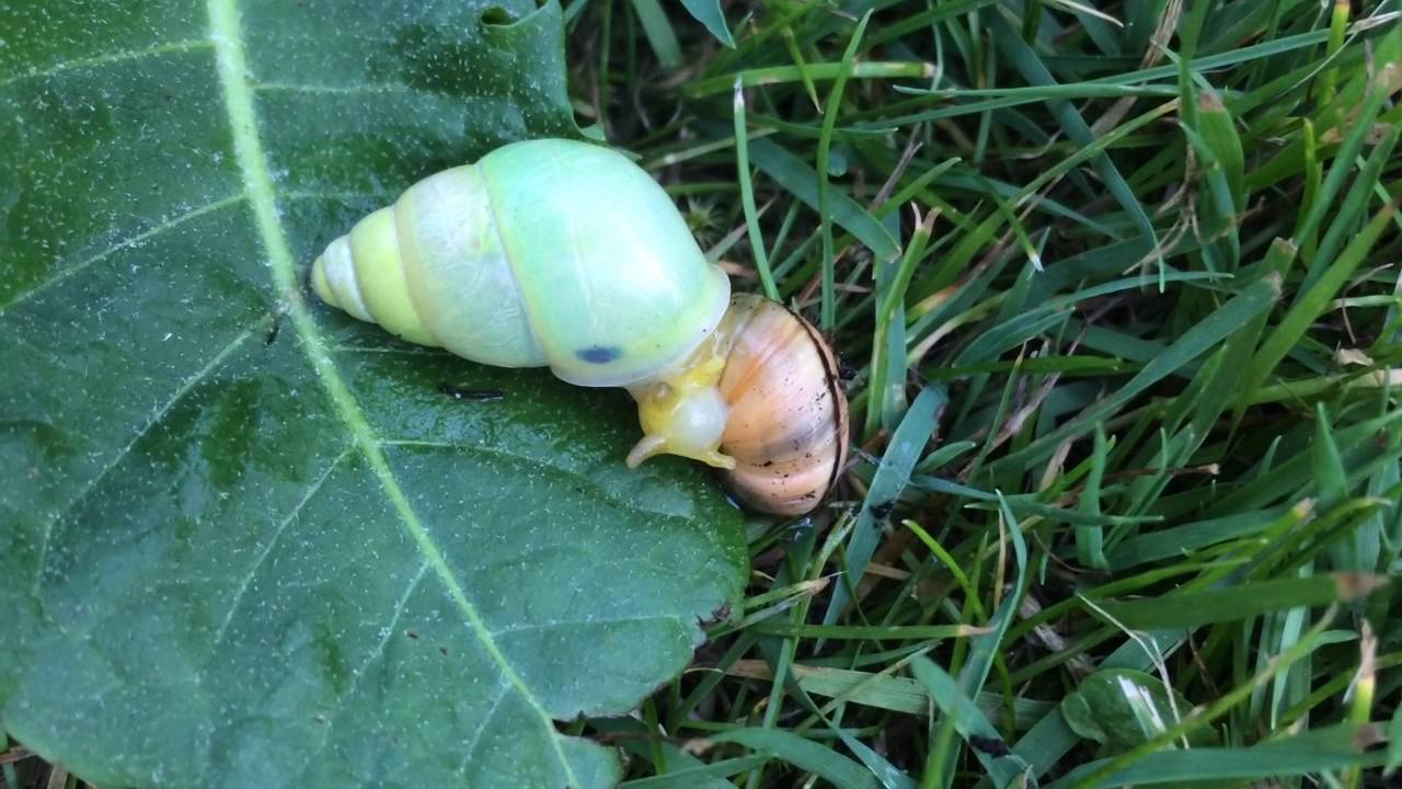 Carnivorous green snail - YouTube