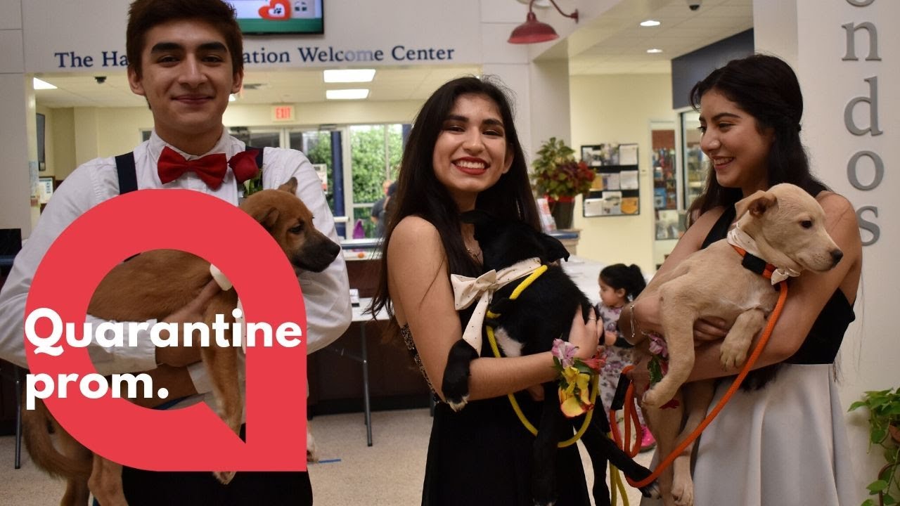 Students cuddle cute animals at prom | SWNS - YouTube