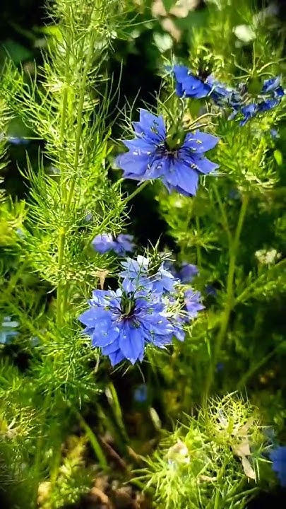 нигелла дамасская#shorts - YouTube