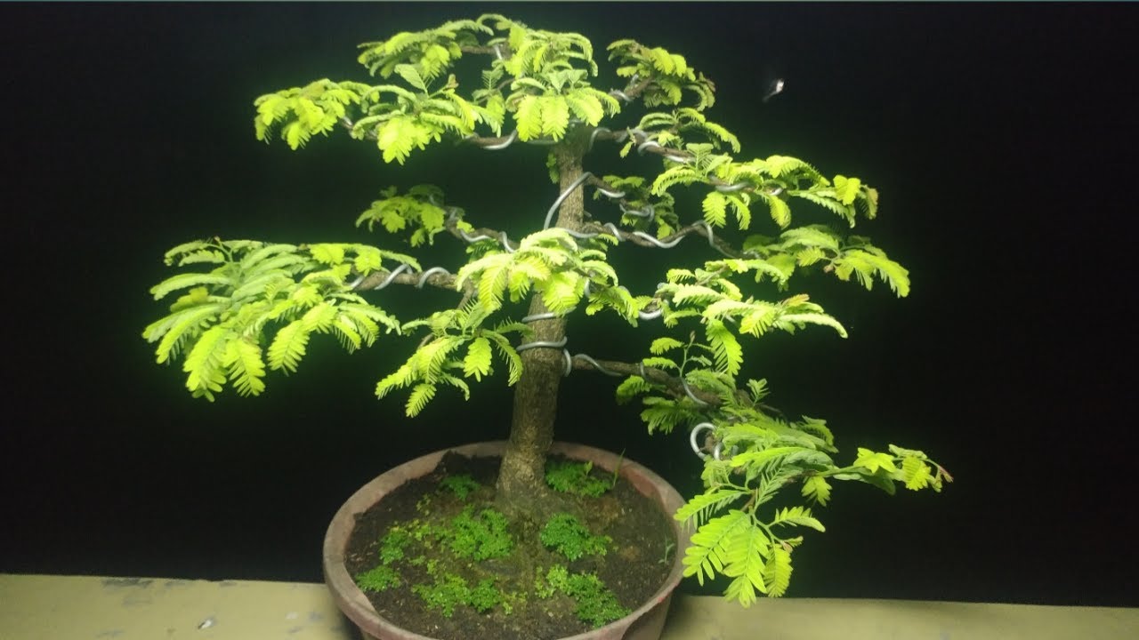 tamarind bonsai - the tatul bonsai-the wounderful tree#tatul bonsai# ...