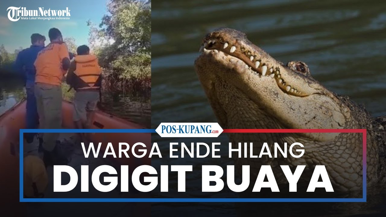 Seorang Warga di Ende Hilang Usai Diduga Digigit Buaya - YouTube