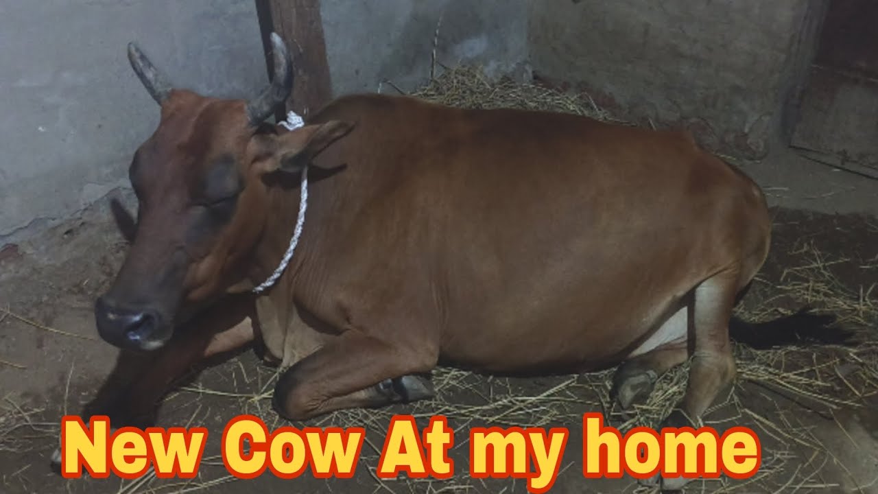 Finally New Cow Ghar agyi 😍 Cow Unboxing - YouTube