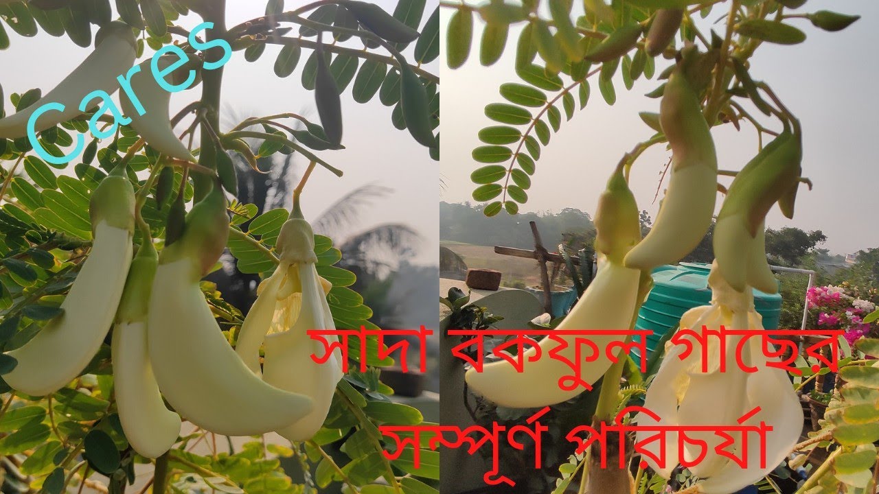 সাদা বকফুল গাছের সম্পূর্ণ পরিচর্যা। Bokful (Sesbania Grandiflora ...