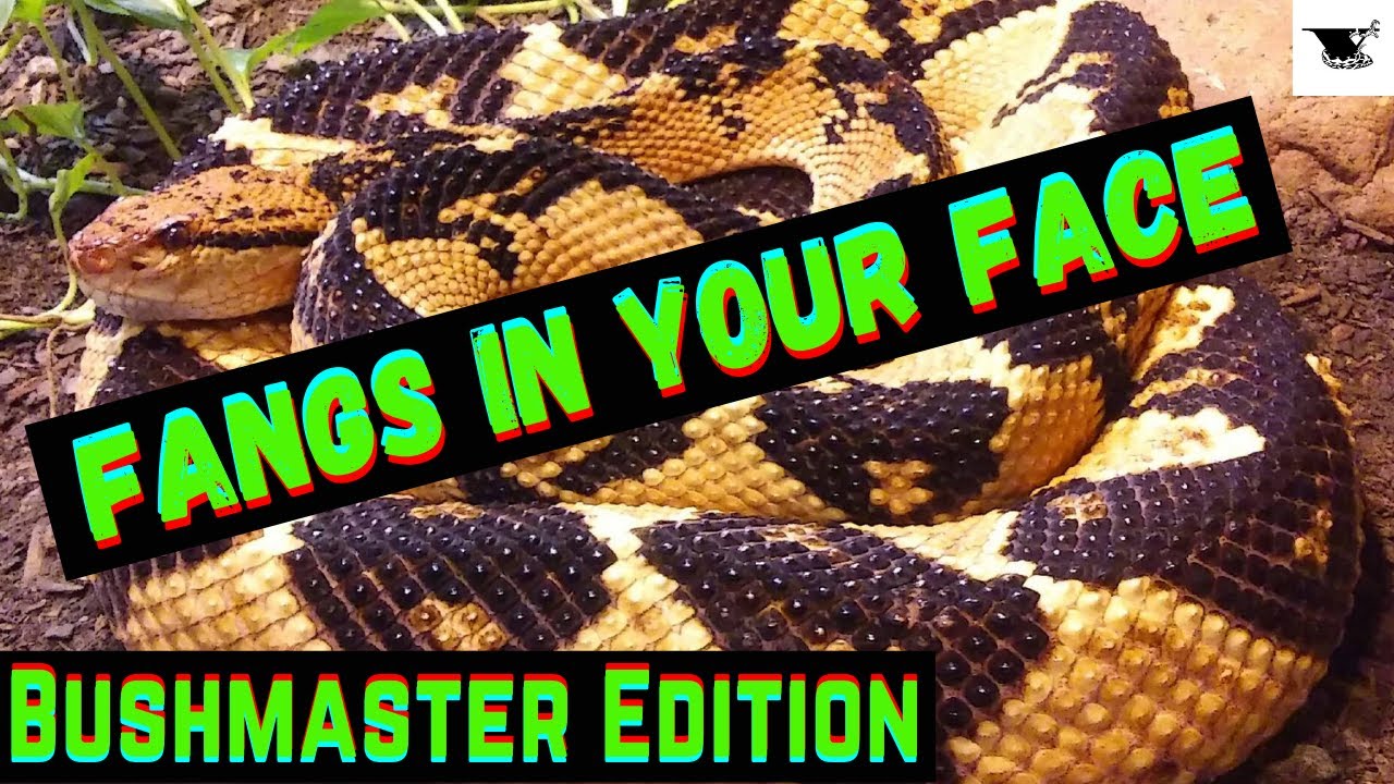 The Ultimate Predator: Bushmaster Snake Feeding - YouTube