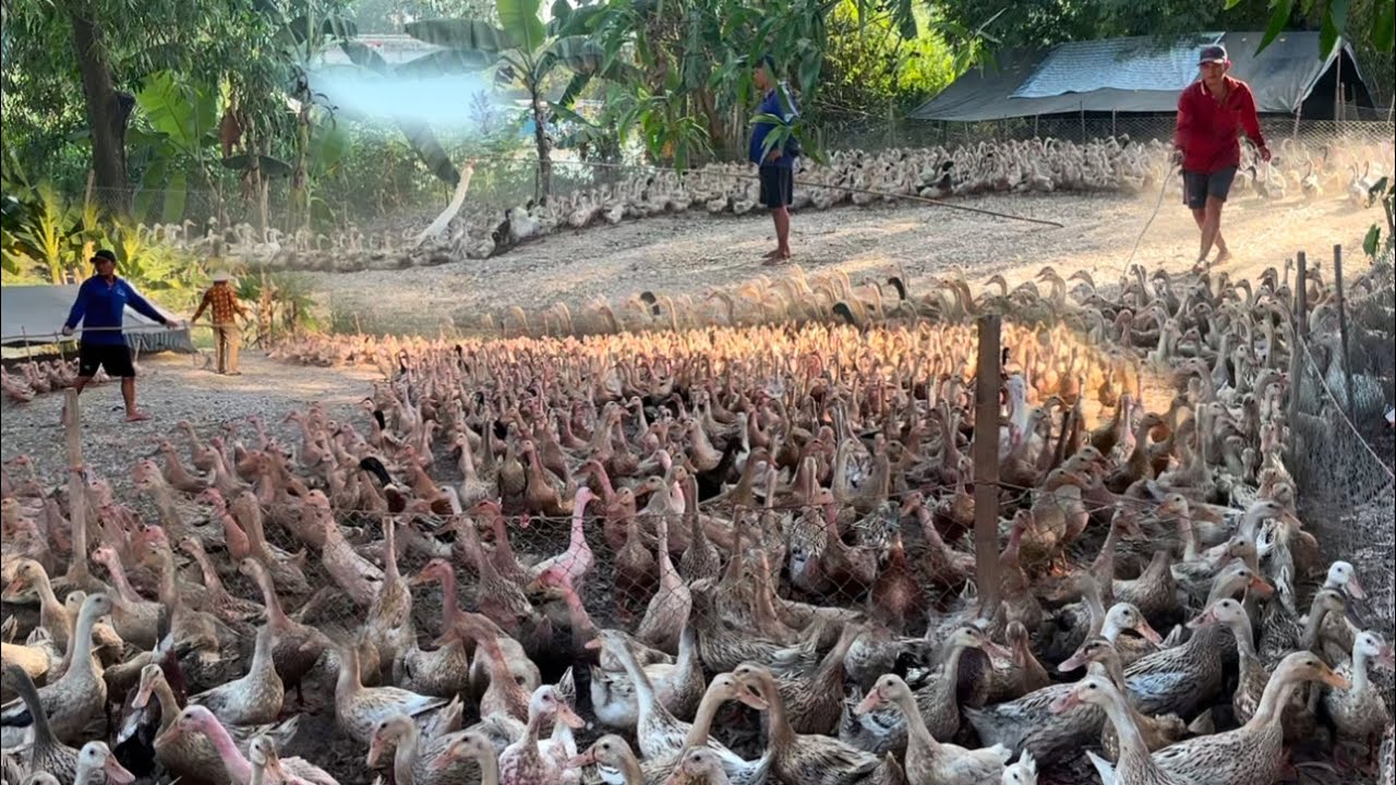 Duck | How to make money by raising model ducks available in rice ...