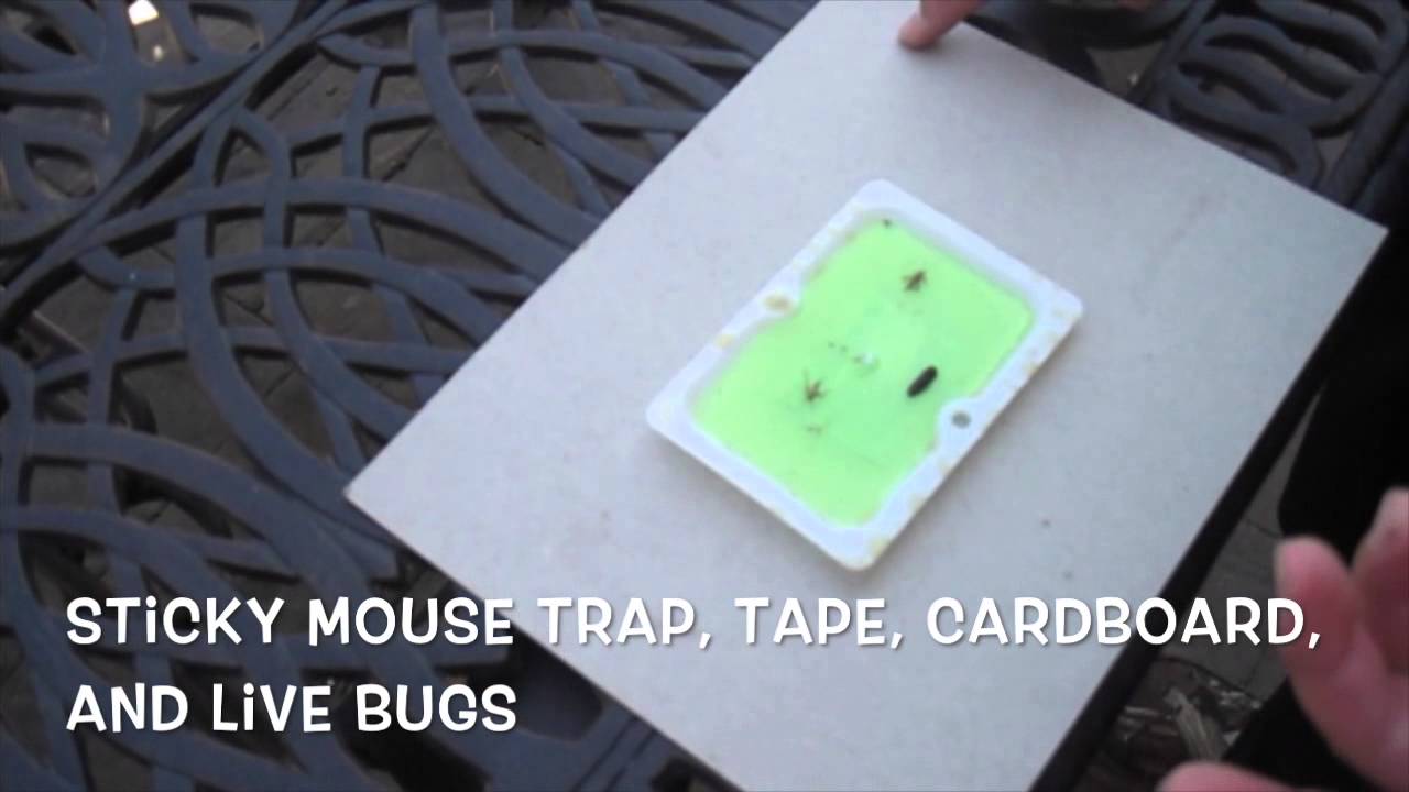 Lizard Trap - YouTube