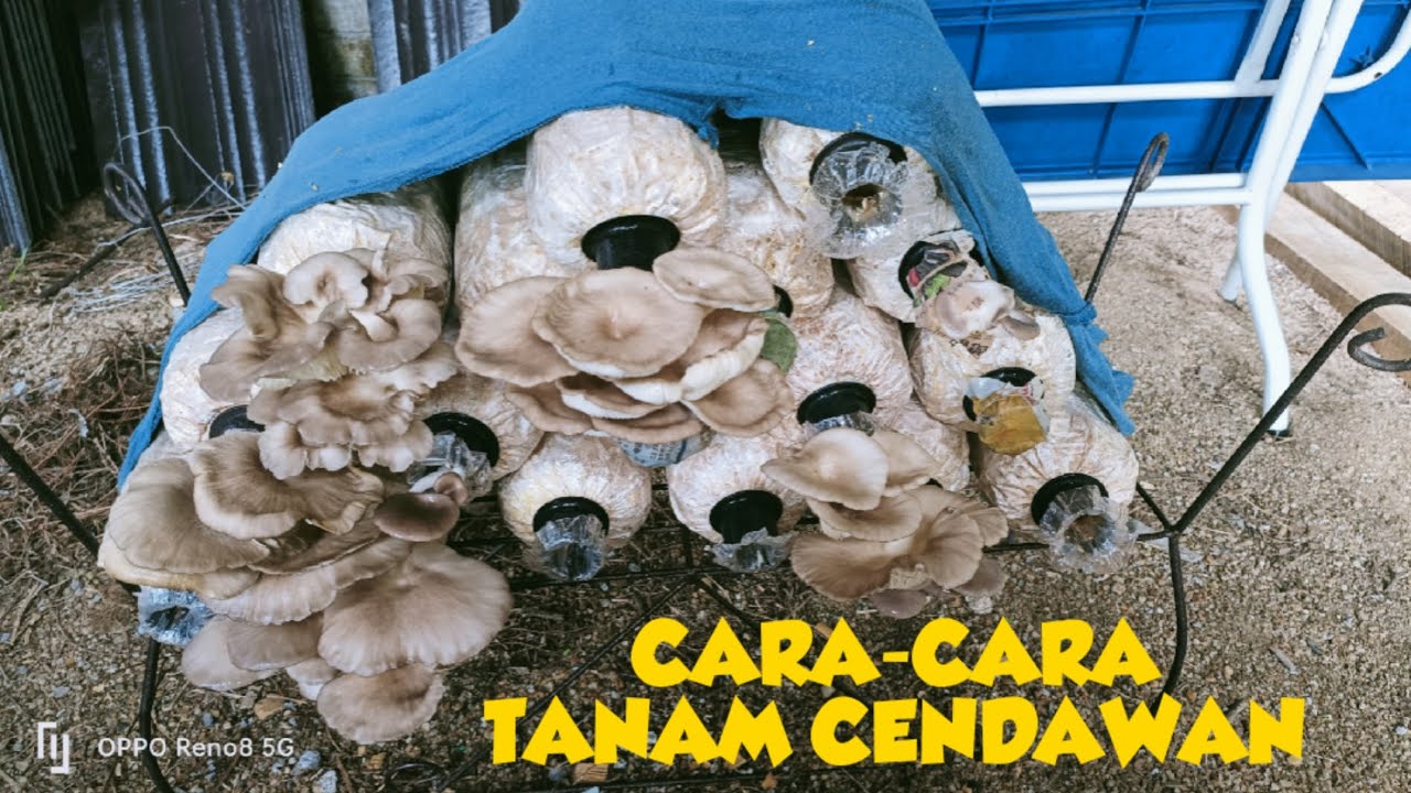 Cara-cara Menanam Cendawan Tiram Sehingga Proses Menuai🤗 - YouTube