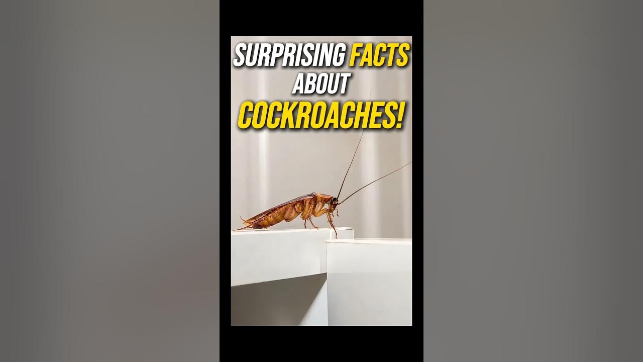 Cockroaches: The Ultimate Survivors of Nature - YouTube