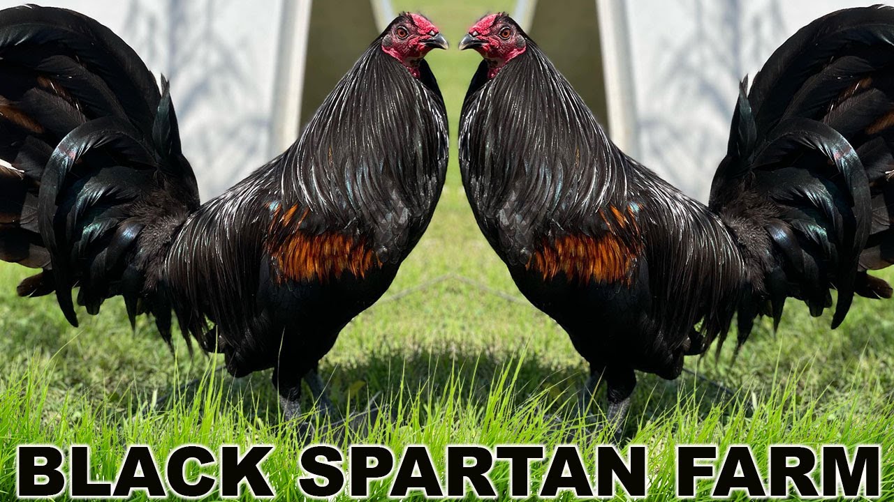 Black Blues Brassback Butcher Pumpkin Hulsey Spartan Farm California ...