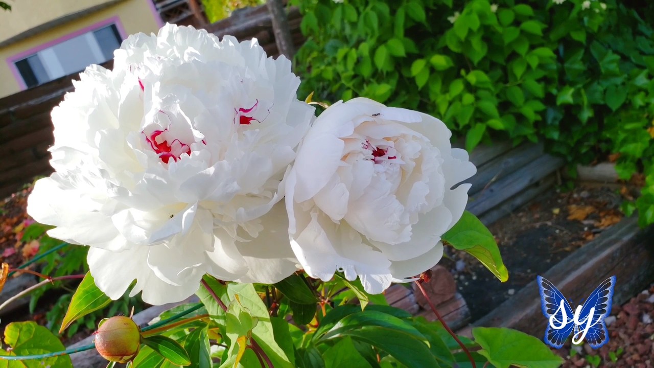 Beautiful peonies dance in the breeze - YouTube