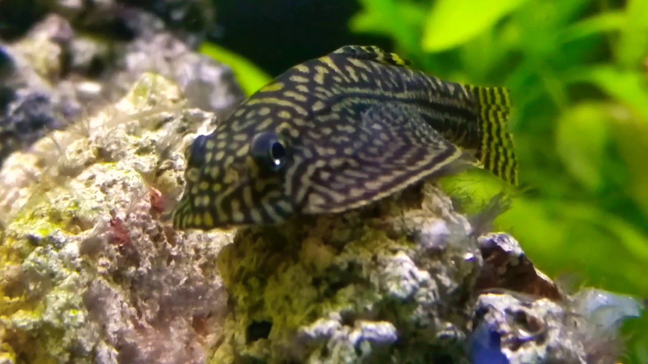 TIGER HILL STREAM LOACH / Sewellia Lineolata (video HD 4k) - YouTube