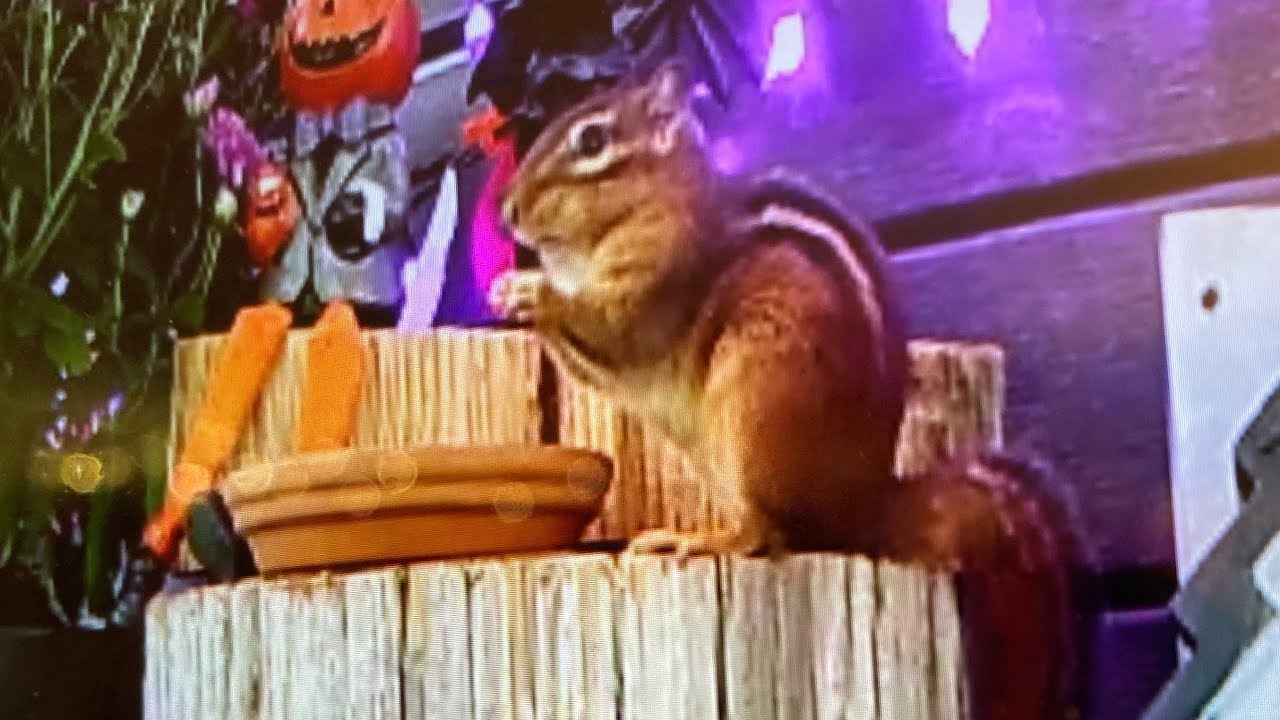Chipmunk work day filling the pantry #chipmunks #nature #live - YouTube