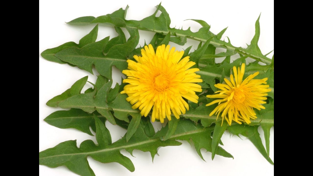 DANDELION!!! WATER MELON!!! SPIRITUAL AND PHYSICAL USES OF DANDELION ...
