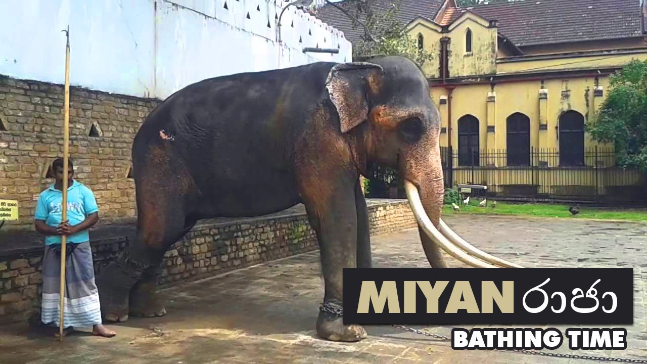Miyan Raja Elephant Bathing Time - YouTube