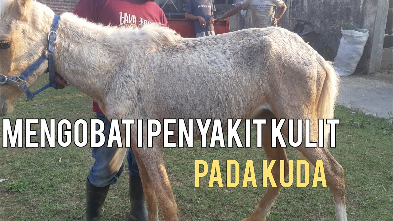 Mengobati penyakit kulit pada kuda - YouTube