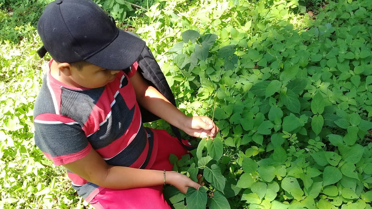 Como Son Los Chilolos - YouTube