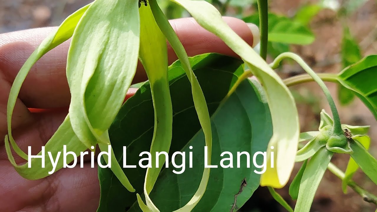 Hybrid Langi Langi / ലാങ്കി ലാങ്കി care malayalam - YouTube