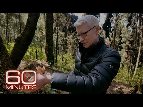 Anderson Cooper on witnessing the monarch butterfly migration