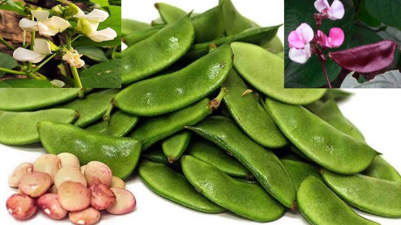 Dolichos bean/Hyacinth bean/Lablab bean/Egyptian bean/सेम/చిక్కుడు ...