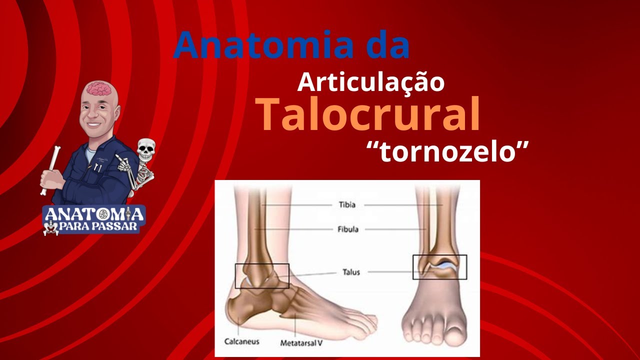 Anatomia da articulação talocrural "tornozelo" - YouTube