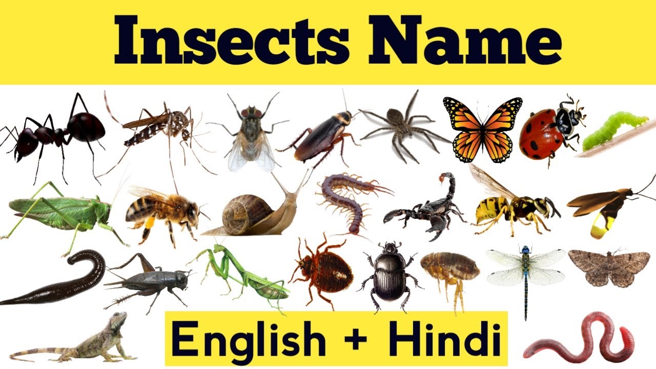 Insects Name for Nursery/LKG/UKG | Insects Name in English and HINDI | Insect for kids - YouTube
