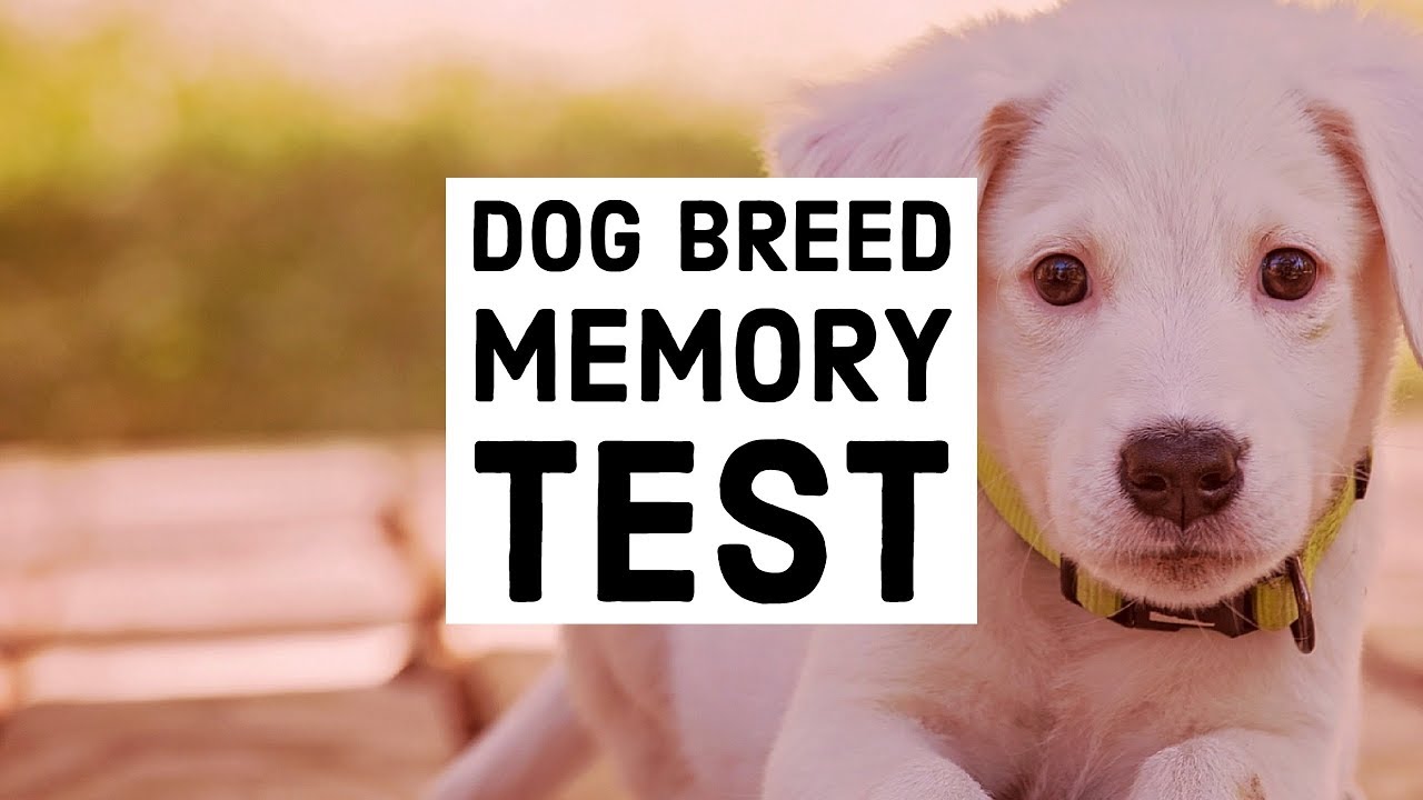 Dog Breed Memory Test - YouTube