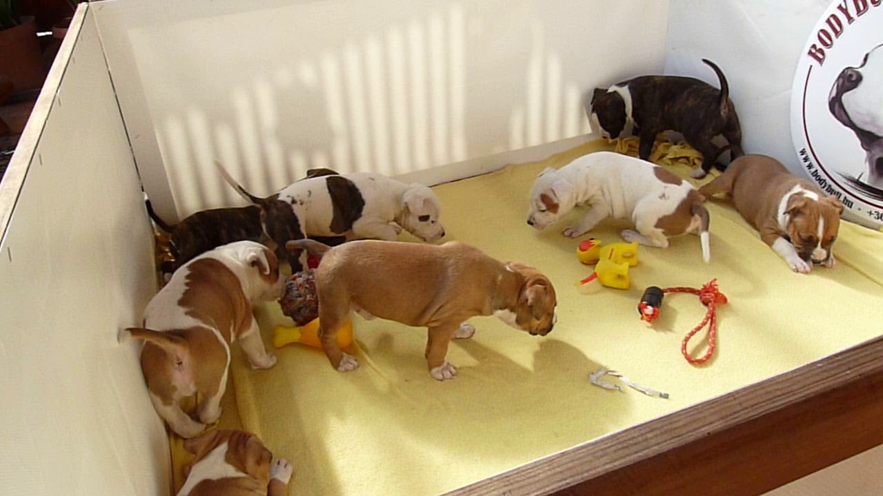 BodyBull Amstaff Kennel 2020 Courty&Némo - YouTube