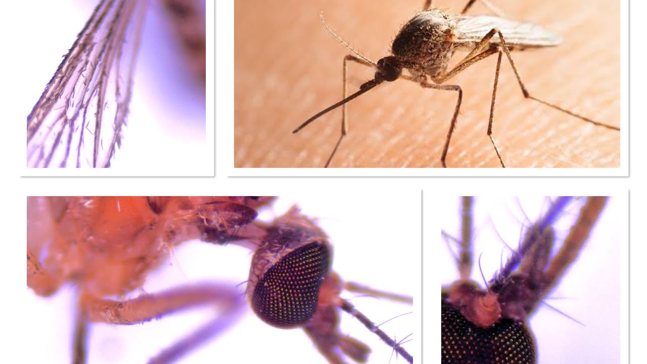 Real mosquito looks amazing in 50x zoom - YouTube