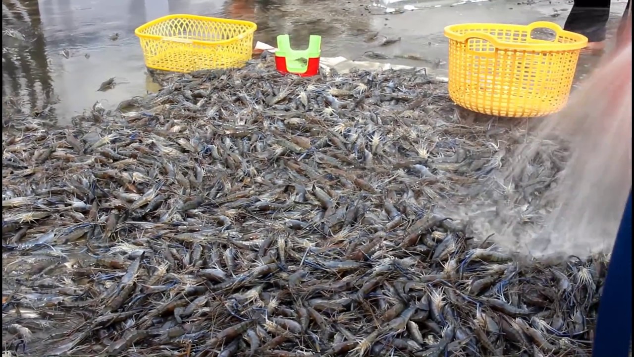 Nông dân nuôi tôm trúng đậm/How to catch tons of shrimp - YouTube