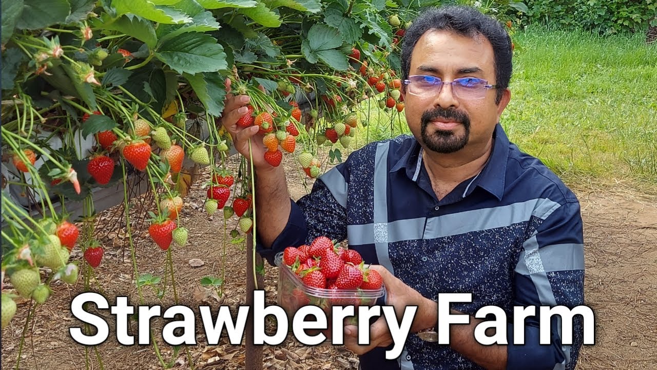 RECTORY STRAWBERRY FARM OXFORD, ENGLAND. STRAWBERRY പറിക്കാം കഴിക്കാം ...
