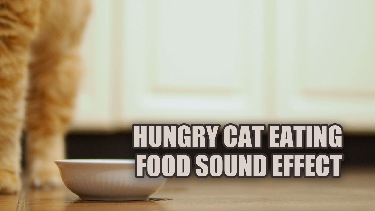 Cat Eating Food Sound 😻 Hungry Cat Eating Sound Effect - YouTube