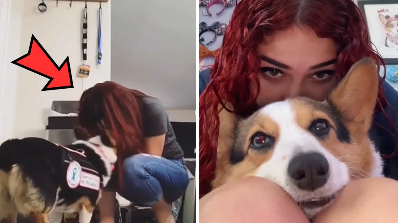 She suffers from anxiety. The Corgi follows her everywhere and helps ...