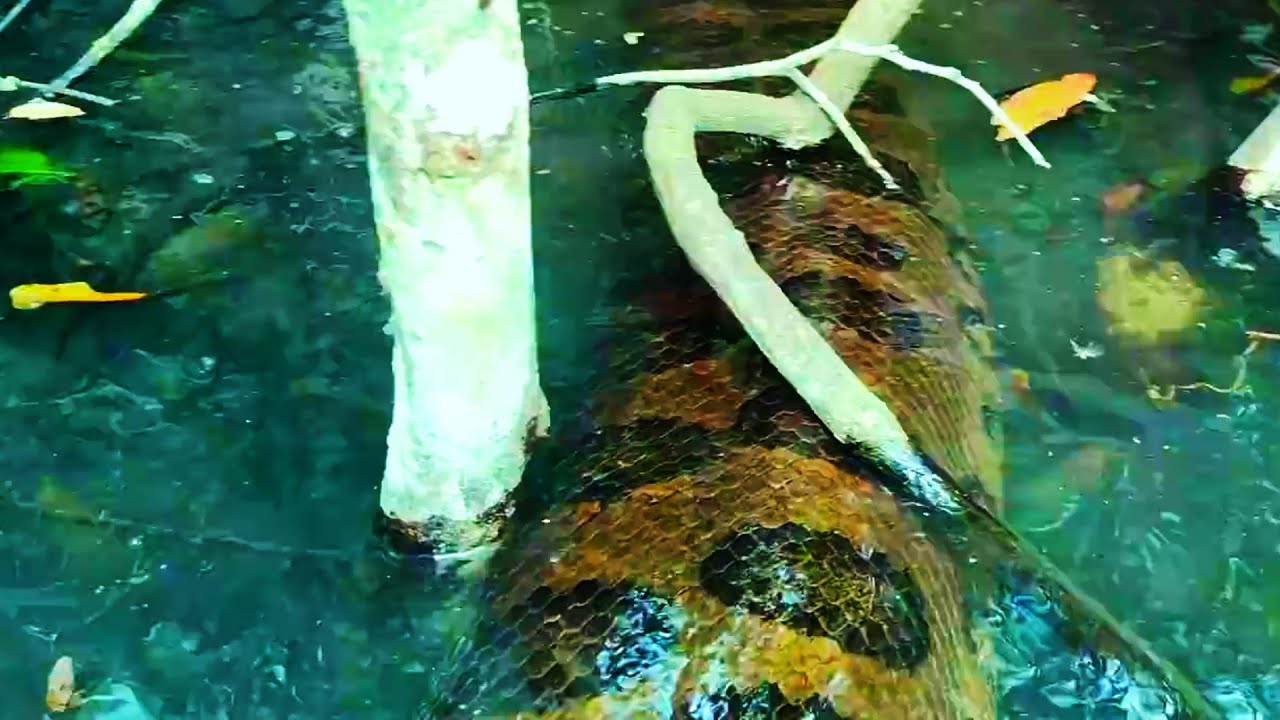 Cobra Sucuri Gigante mais de 8 metros? / Giant Snake Anaconda in Brazil ...